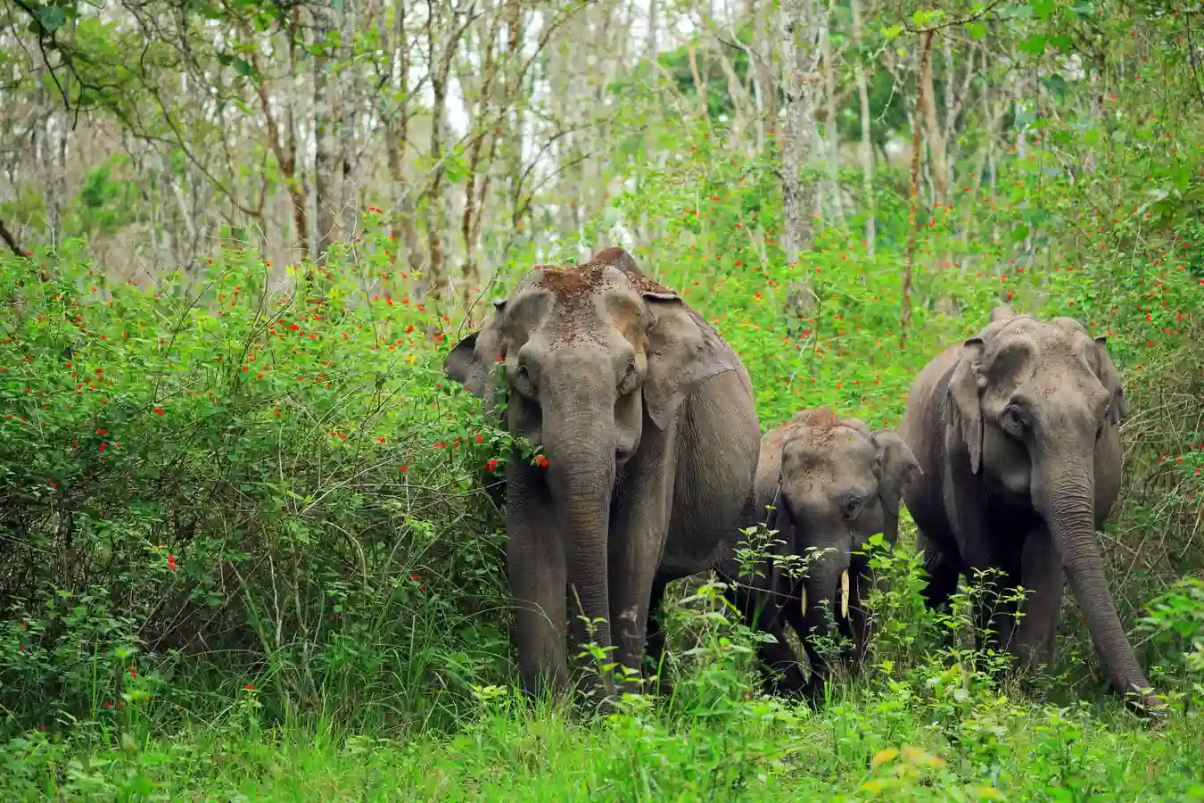Kerala Forest Ecotourism