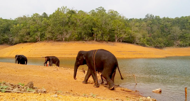 Kerala Forest Ecotourism